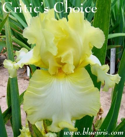 Tall Bearded Iris (Iris 'Critic's Choice') in the Irises Database ...