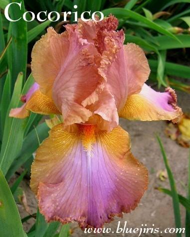 Tall Bearded Iris (Iris 'Cocorico') in the Irises Database - Garden.org