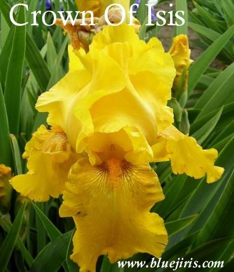Tall Bearded Iris (Iris 'Crown of Isis') in the Irises Database ...