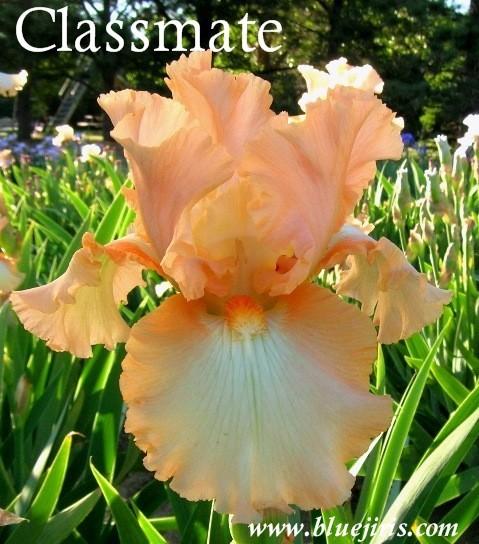 Tall Bearded Iris (Iris 'Classmate') in the Irises Database - Garden.org