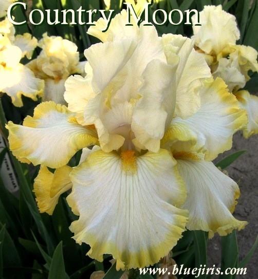 Tall Bearded Iris (Iris 'Country Moon') in the Irises Database - Garden.org