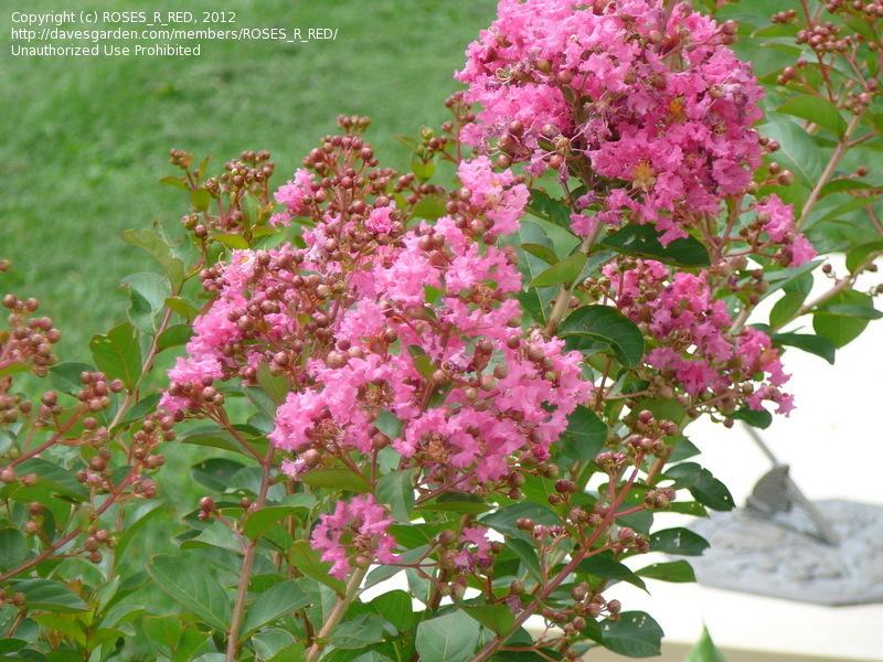 Photo of the bloom of Crape Myrtle (Lagerstroemia indica 'Hopi') posted ...