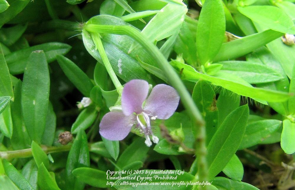 Photo of the bloom of Doveweed (Murdannia nudiflora) posted by ...
