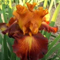 Tall Bearded Iris (Iris 'Different Flavors') in the Irises Database ...