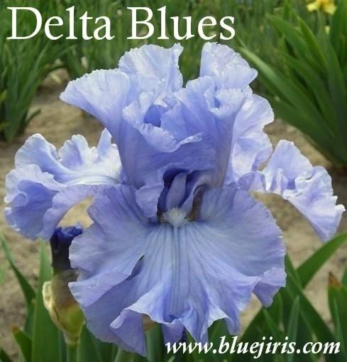 Photo of the bloom of Tall Bearded Iris (Iris 'Delta Blues') posted by ...