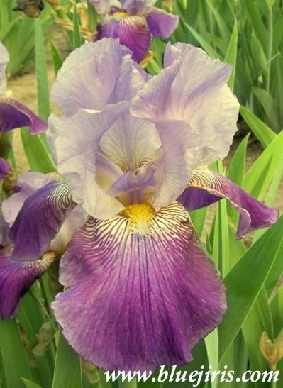Tall Bearded Iris (Iris 'Dune Sea') in the Irises Database - Garden.org