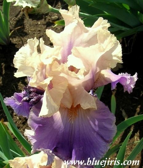 Photo of the bloom of Tall Bearded Iris (Iris 'Discovered Treasure ...