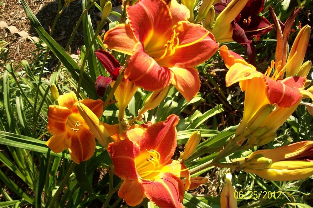 Photo of the entire plant of Daylily (Hemerocallis 'Bright Sunset ...