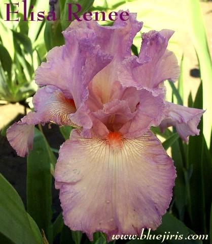 Tall Bearded Iris (Iris 'Elisa Renee') in the Irises Database - Garden.org