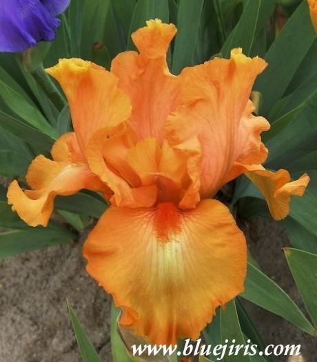 Tall Bearded Iris (Iris 'Fancy Lady') in the Irises Database - Garden.org