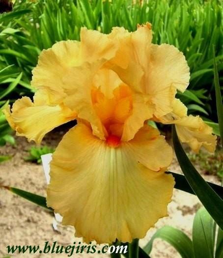 Tall Bearded Iris (Iris 'First Movement') in the Irises Database ...
