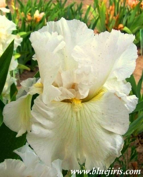 Tall Bearded Iris (Iris 'Fine China') in the Irises Database - Garden.org