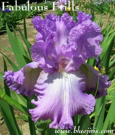 Tall Bearded Iris (Iris 'Fabulous Frills') in the Irises Database ...