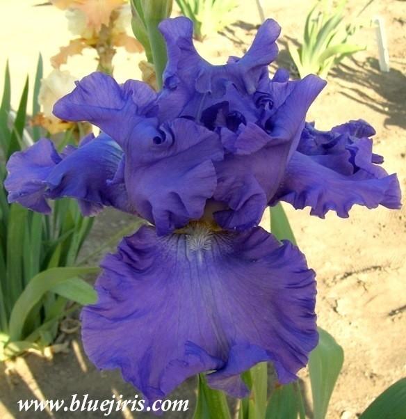 Photo of the bloom of Tall Bearded Iris (Iris 'Fiesta in Blue') posted ...