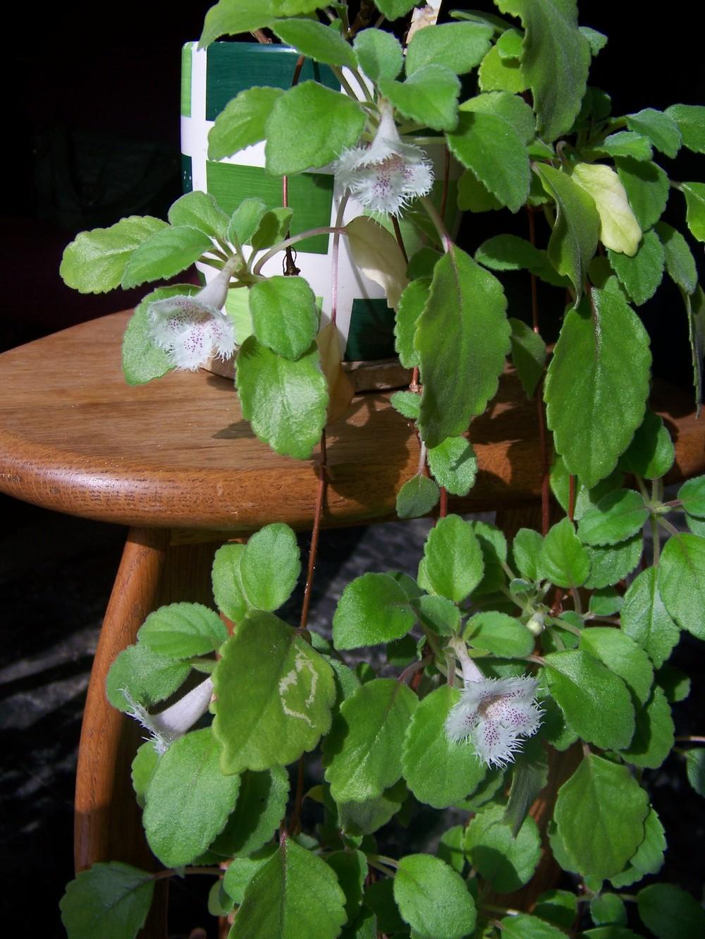 Photo of the entire plant of Lace Flower (Alsobia 'Cygnet') posted by ...