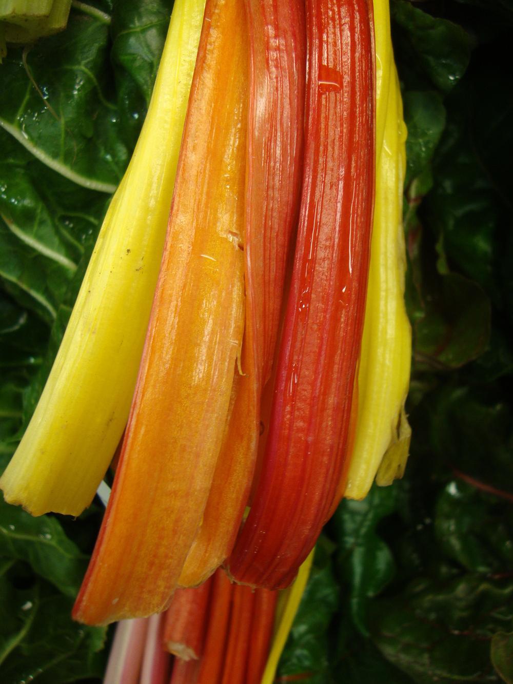 Swiss Chards: Plant Care and Collection of Varieties - Garden.org