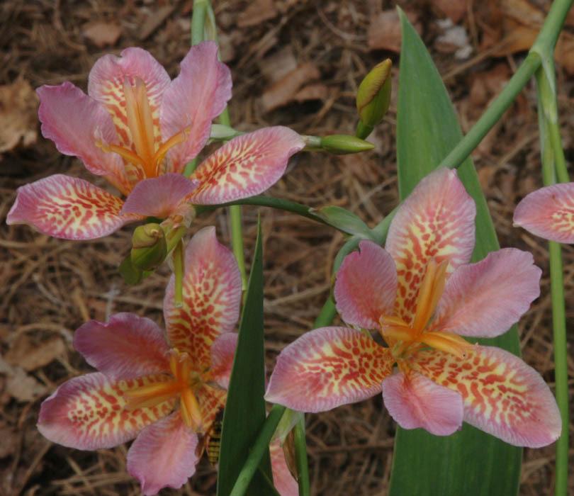 Species X Iris (Iris x norrisii 'Pink Leopard') in the Irises Database ...