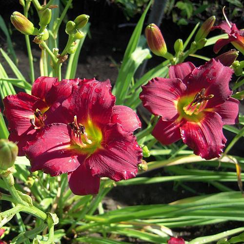 Daylily (Hemerocallis 'Little Gypsy Ruby') in the Daylilies Database ...
