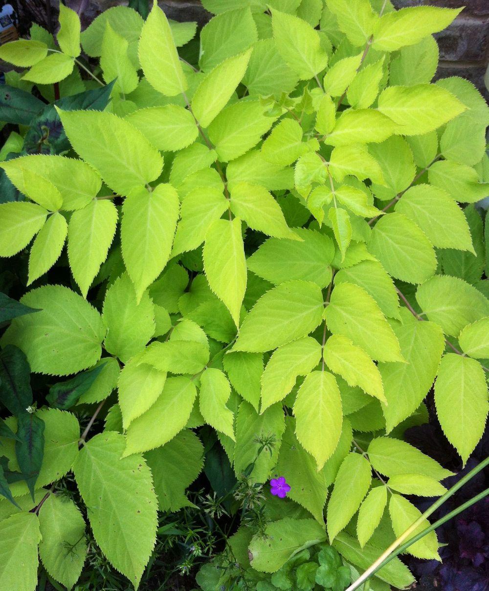 Photo of the entire plant of Golden Japanese Spikenard (Aralia cordata ...