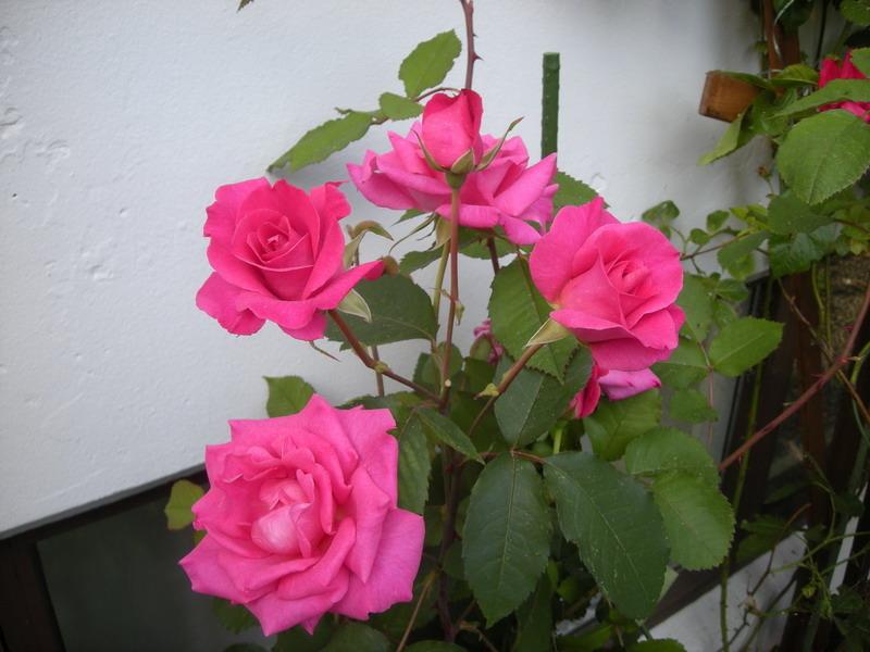 Photo of the bloom of Rose (Rosa 'Dornroschen') posted by magga ...