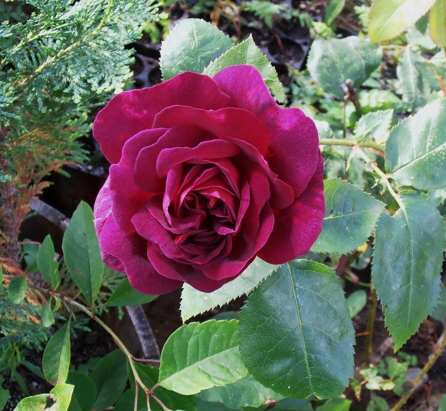 Rose (Rosa 'Chianti') in the Roses Database - Garden.org