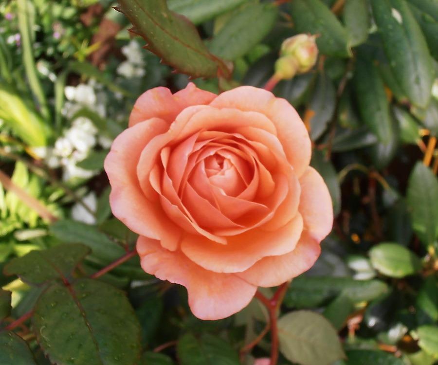 Photo of the bloom of English Shrub Rose (Rosa 'Leander') posted by ...