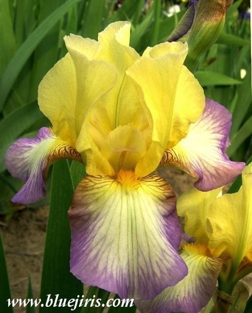 Intermediate Bearded Iris (Iris 'Fresh Image') in the Irises Database ...