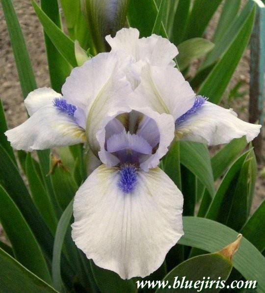 Photo of the bloom of Standard Dwarf Bearded Iris (Iris 'Forever Blue ...