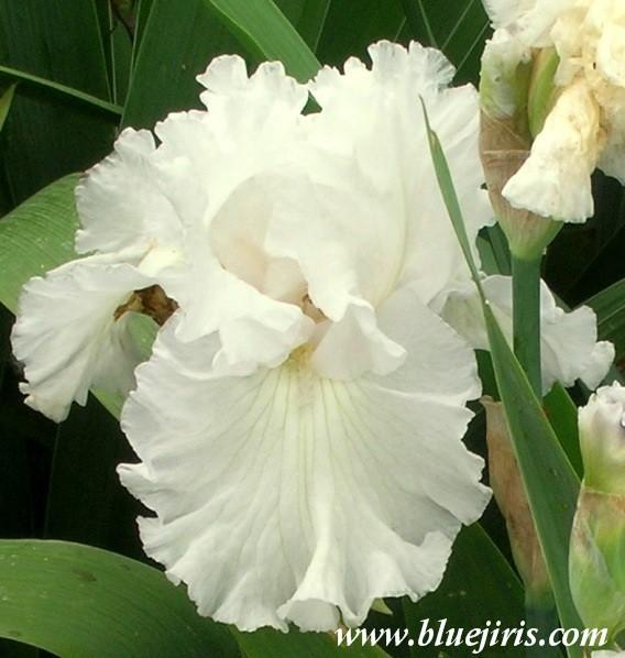 Photo of the bloom of Tall Bearded Iris (Iris 'Forever Blowing Bubbles') posted by Calif_Sue ...