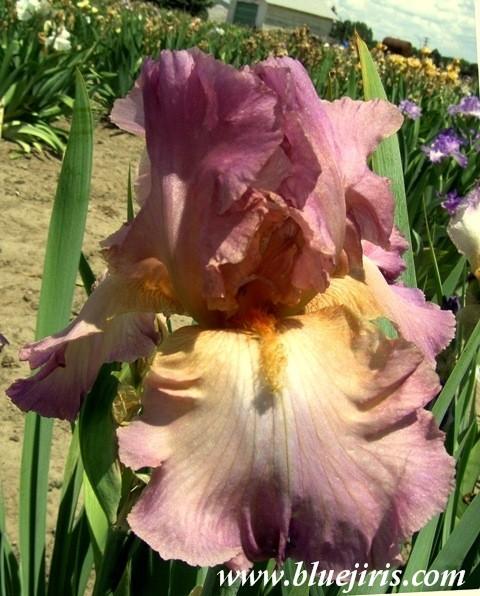 Tall Bearded Iris (Iris 'French Horn') in the Irises Database - Garden.org