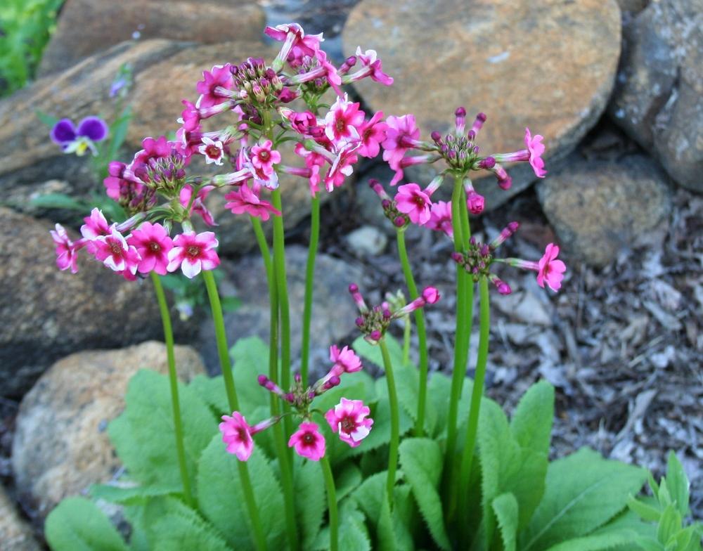 Photo of the entire plant of Japanese Primrose (Primula japonica ...