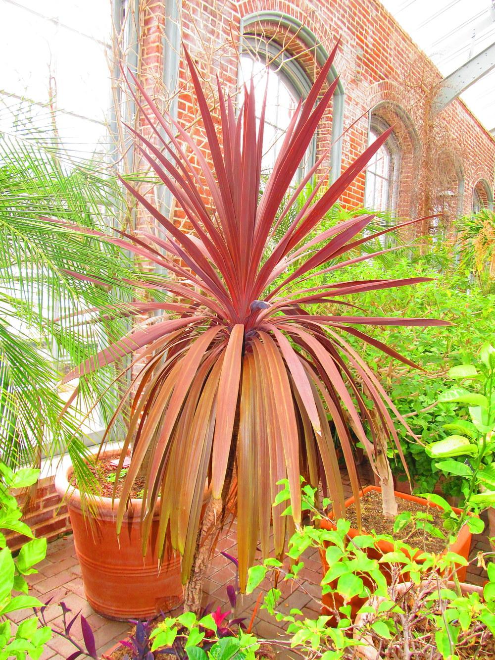 Photo of the leaves of Cabbage Tree (Cordyline australis 'Red Star ...