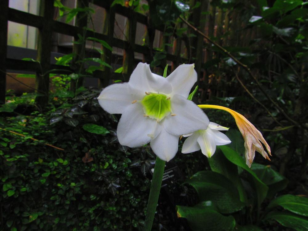 Photo of the closeup of buds, sepals and receptacles of Amazon Lily ...
