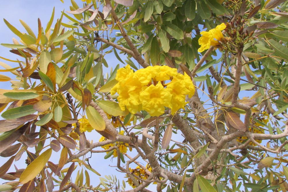 Photo of the bloom of Silver Trumpet Tree (Tabebuia aurea) posted by ...