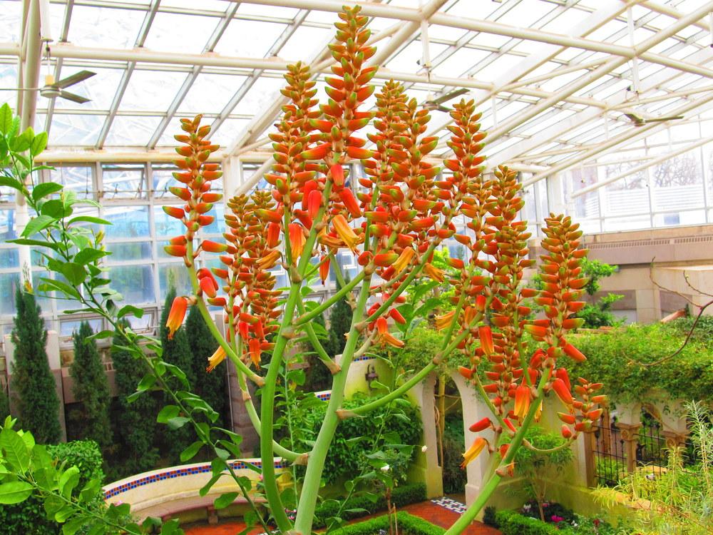 Yemeni Tree Aloe (Aloe sabaea) in the Aloes Database - Garden.org