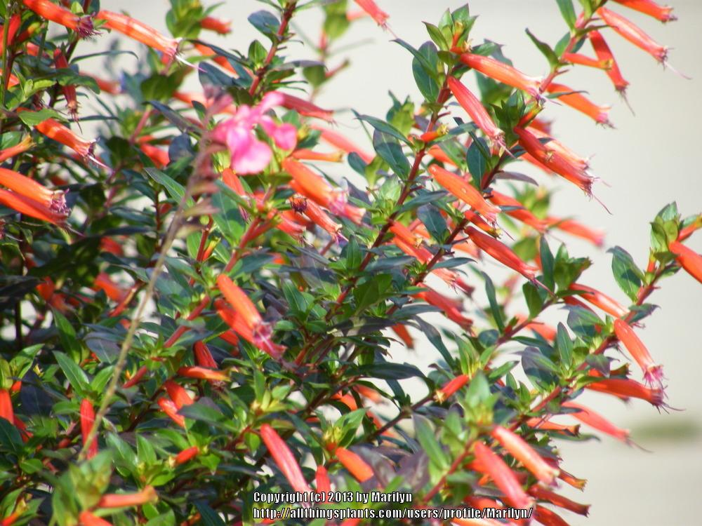 Photo of the bloom of Firecracker Plant (Cuphea 'David Verity') posted ...