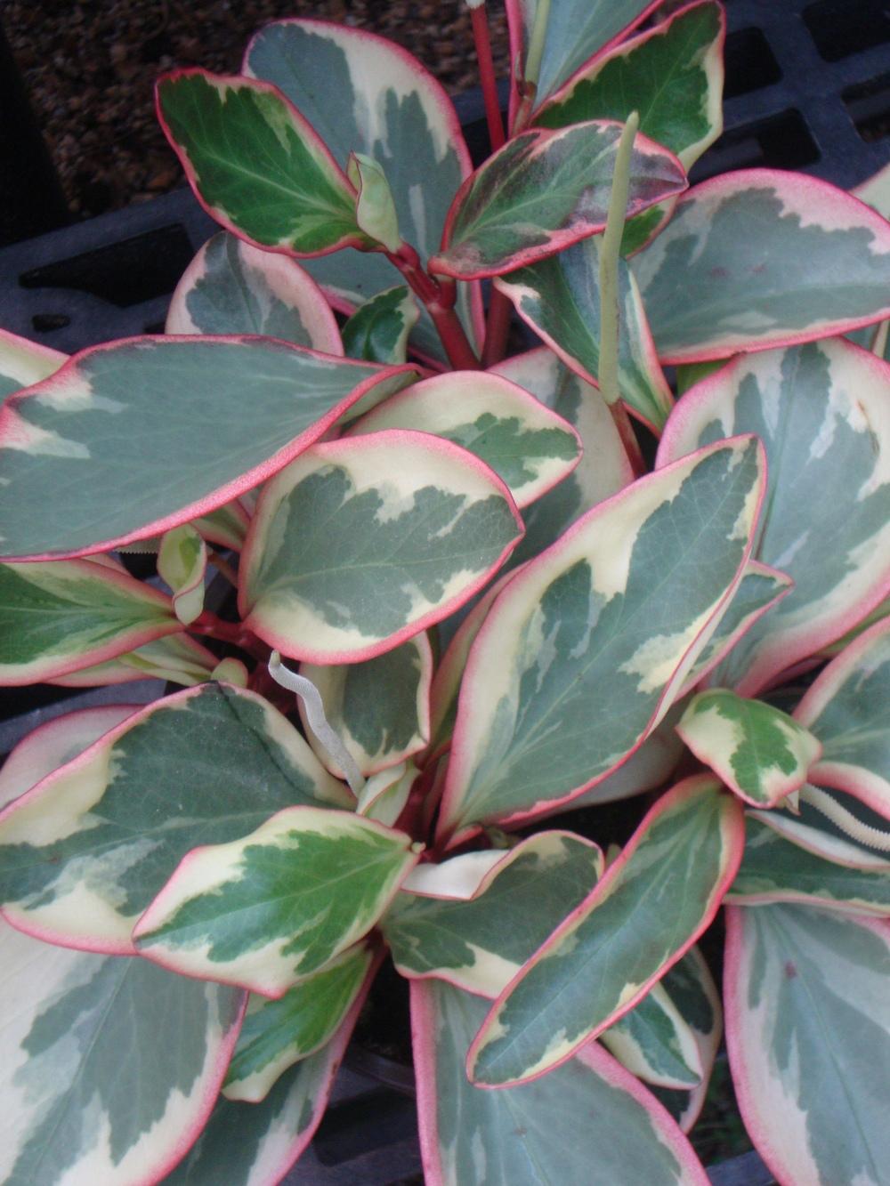 Photo of the leaves of Red Edge Peperomia (Peperomia tricolor) posted ...