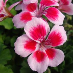 Photo of the bloom of Fish Geranium (Pelargonium Tango™ Rose Mega ...