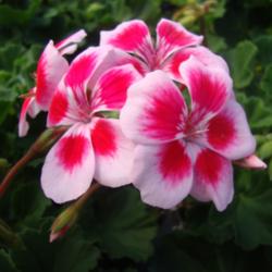 Photo of the bloom of Fish Geranium (Pelargonium Tango™ Rose Mega ...