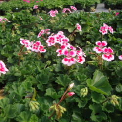 Photo of the bloom of Fish Geranium (Pelargonium Tango™ Rose Mega ...