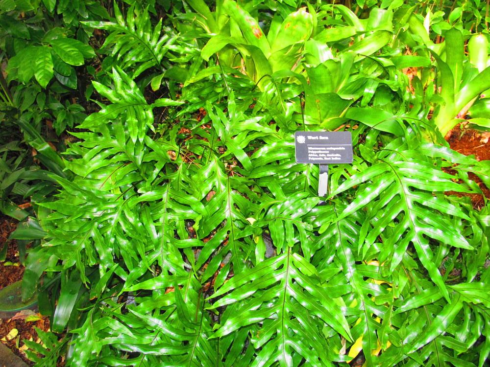 Photo of the entire plant of Wart Fern (Microsorum scolopendria) posted ...