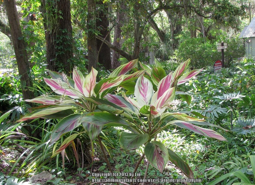 Photo of the entire plant of Ti Plant (Cordyline fruticosa 'Tricolor ...