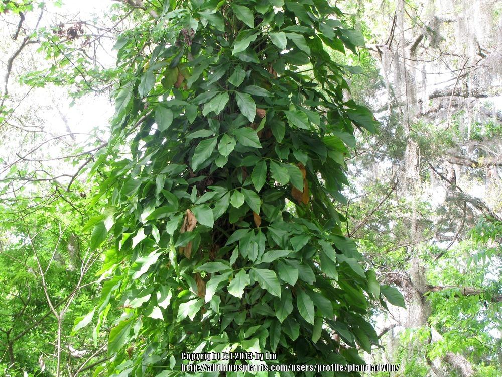 Syngoniums: Plant Care and Collection of Varieties - Garden.org