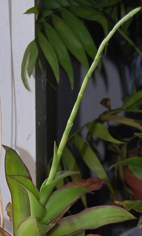 Photo of the entire plant of Basket Plant (Callisia fragrans) posted by ...