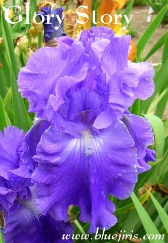 Tall Bearded Iris (Iris 'Glory Story') in the Irises Database - Garden.org