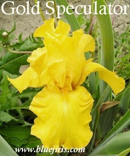 Tall Bearded Iris (Iris 'Gold Speculator') in the Irises Database ...