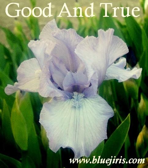 Intermediate Bearded Iris (Iris 'Good and True') in the Irises Database ...