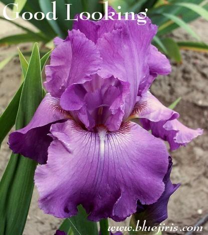 Photo of the bloom of Tall Bearded Iris (Iris 'Good Looking') posted by ...