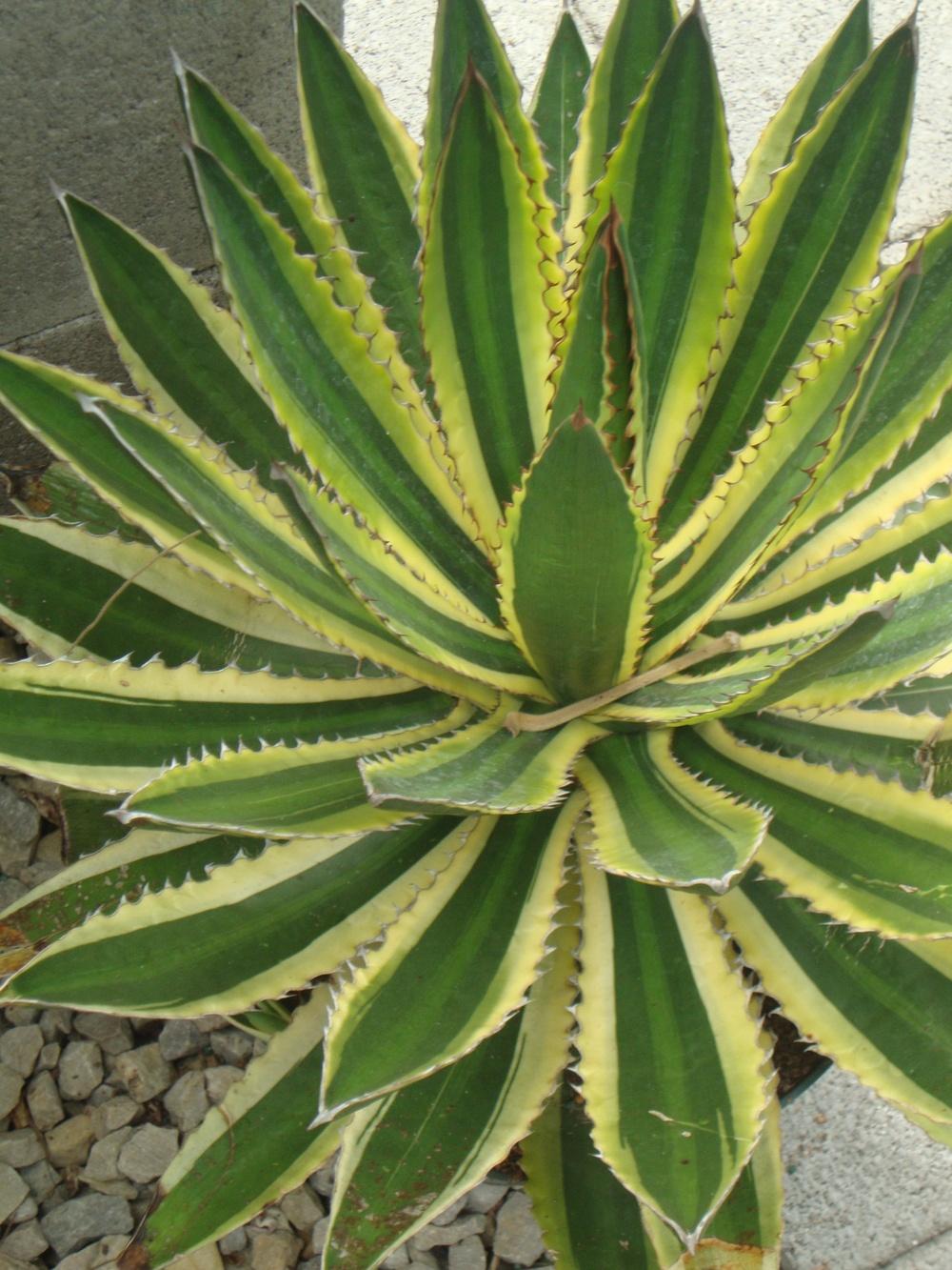 Photo of the entire plant of Center Stripe Agave (Agave univittata ...