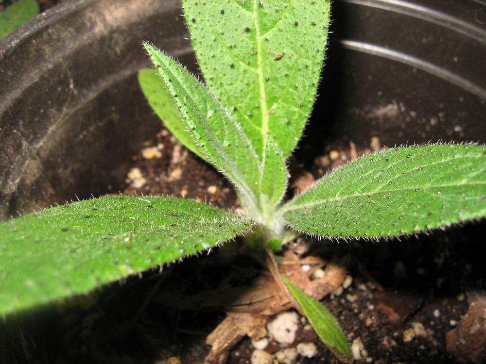 Photo of the seedling or young plant of Tree Echium (Echium pininana ...